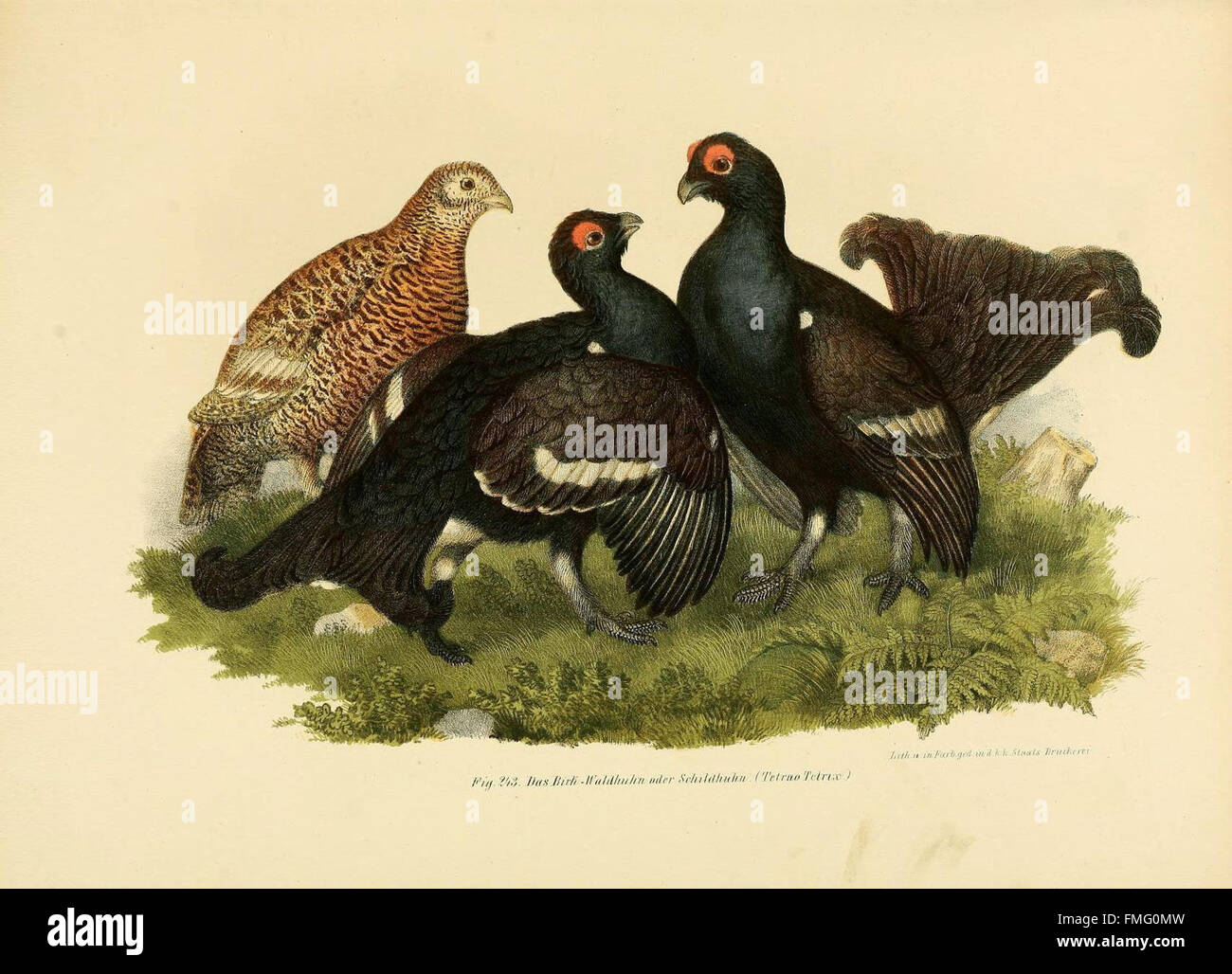 Figure 243 from the 'Bilder-Atlas' illustrates various bird species ...