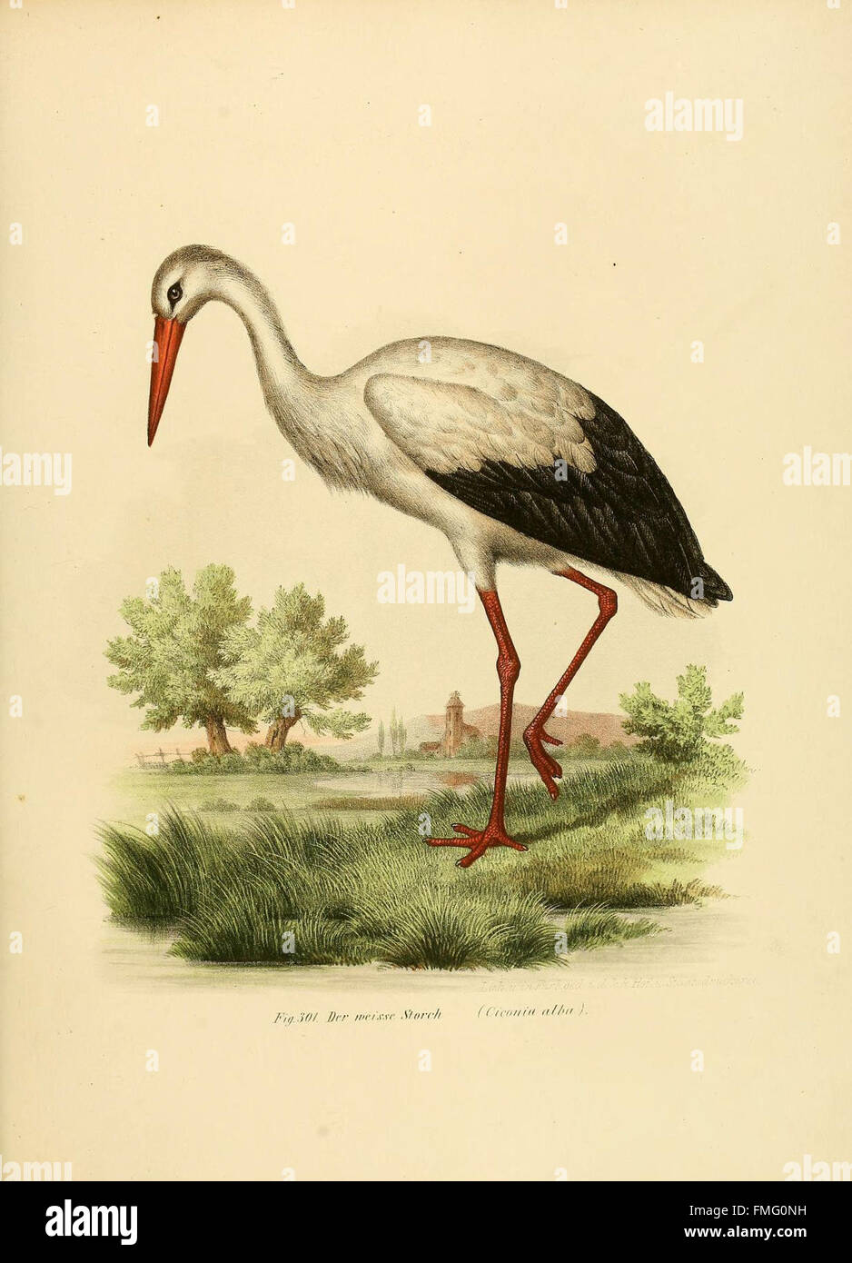 Figure 301 from *Bilder-Atlas zur Wissenschaftlich-populären ...