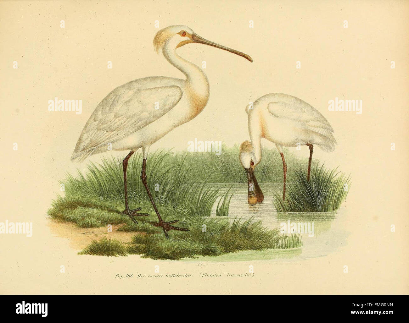 This illustrated atlas offers a scientific and popular history of birds ...