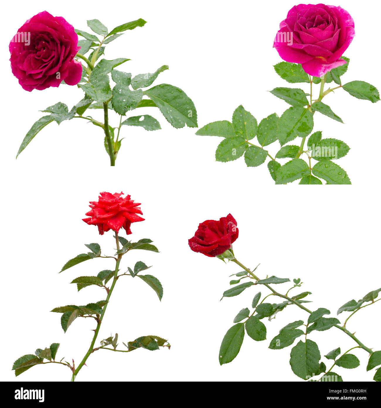 roses on tree isolated on white background Stock Photo - Alamy