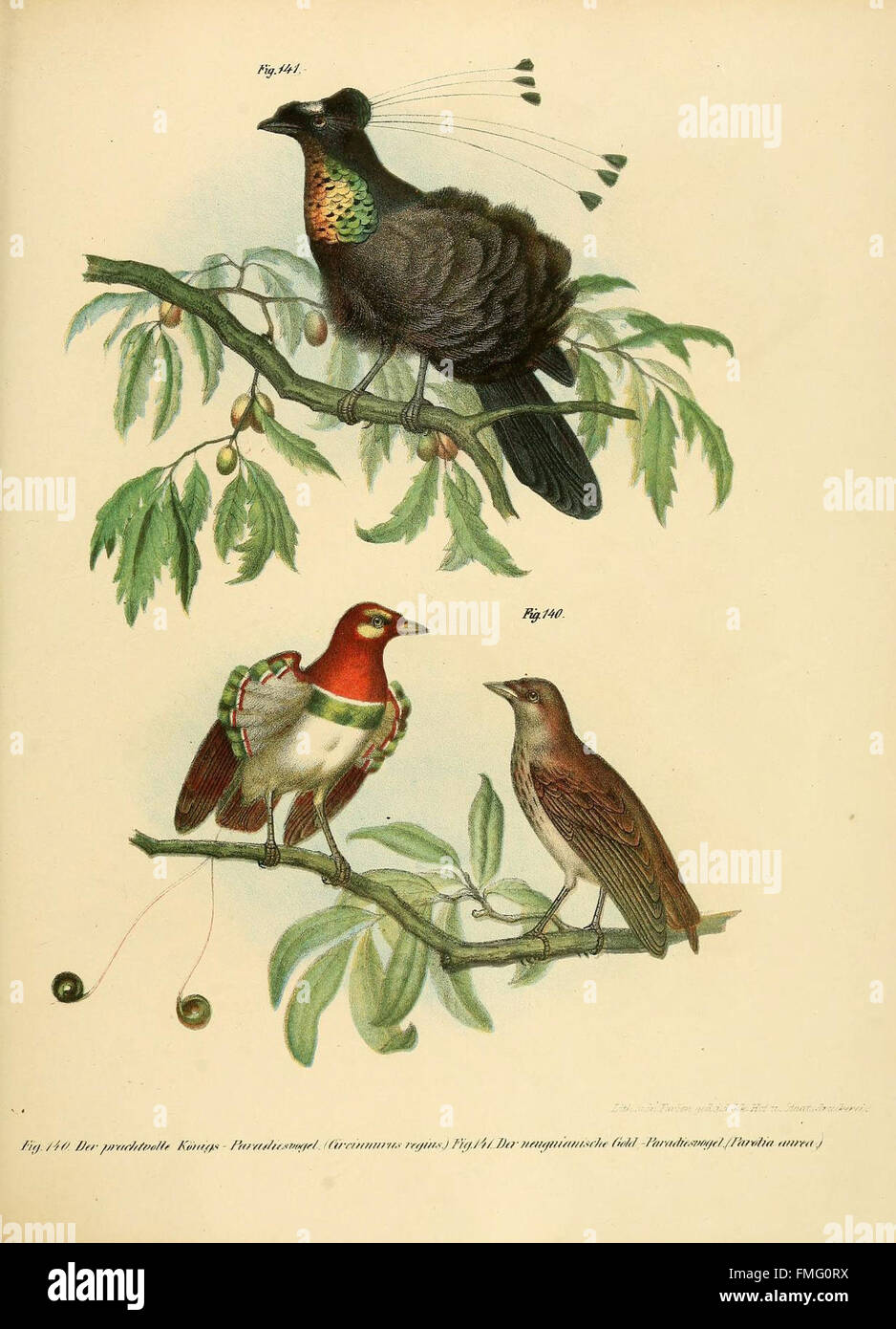 Figures 140-141 in the 'Bird Atlas' showcase detailed illustrations of ...