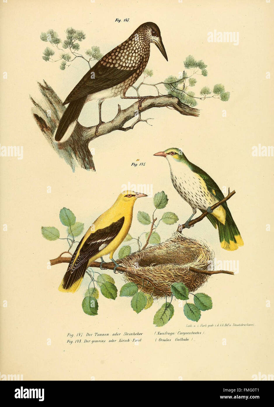 A scientific and popular image atlas of birds, featuring Figures 147 ...