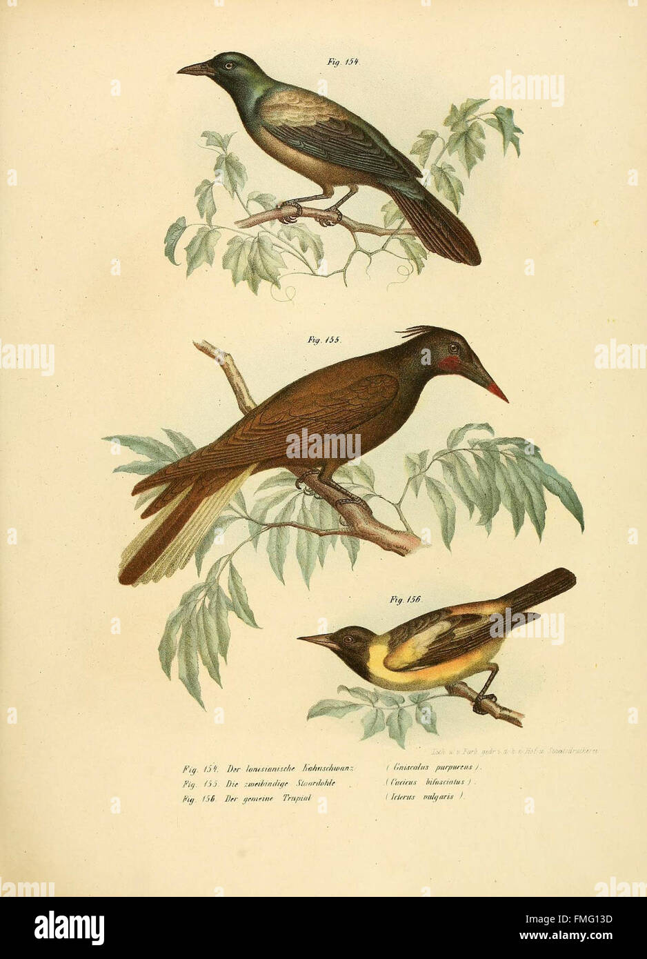 154 156 hi-res stock photography and images - Alamy