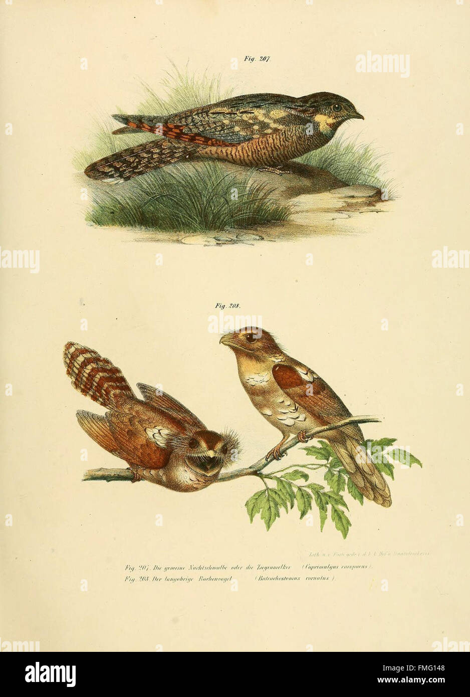 Figures 207-208 from the 'Bilder-atlas' showcase key bird species ...