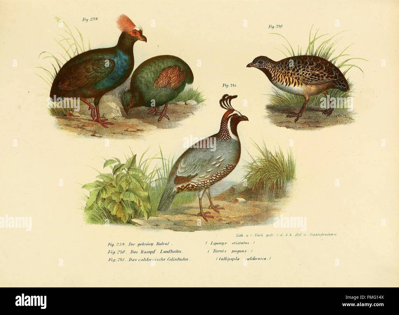 This plate from a popular scientific atlas illustrates the main forms ...