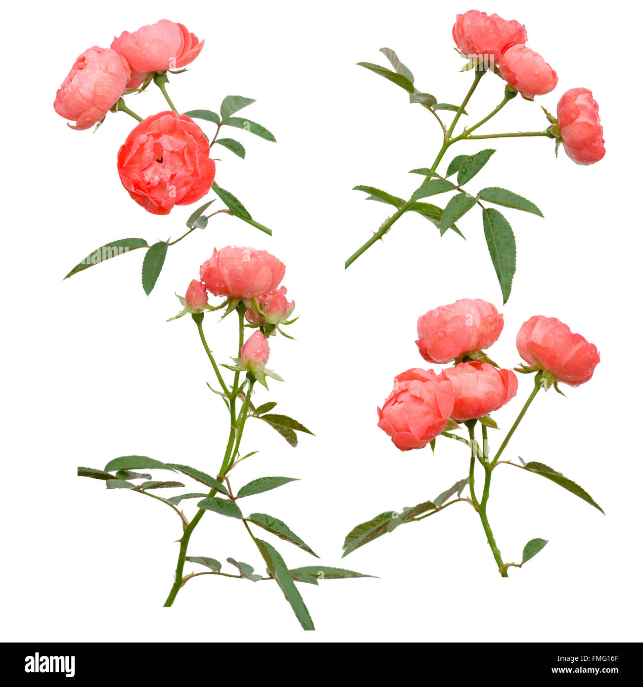 Fairy Rose isolated on white background Stock Photo - Alamy