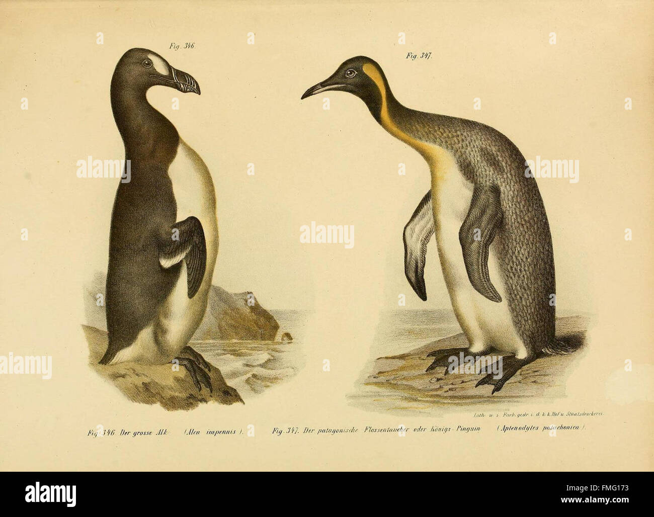 Figs. 346-347 from this 'Popular Scientific Atlas of Birds' depict ...