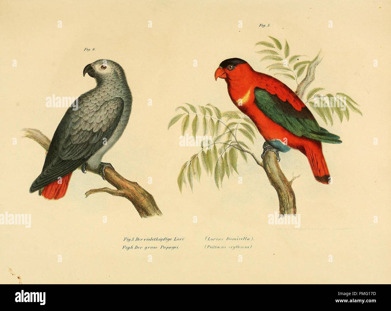 This German work features illustrations of birds in their various main forms, contributing to ...