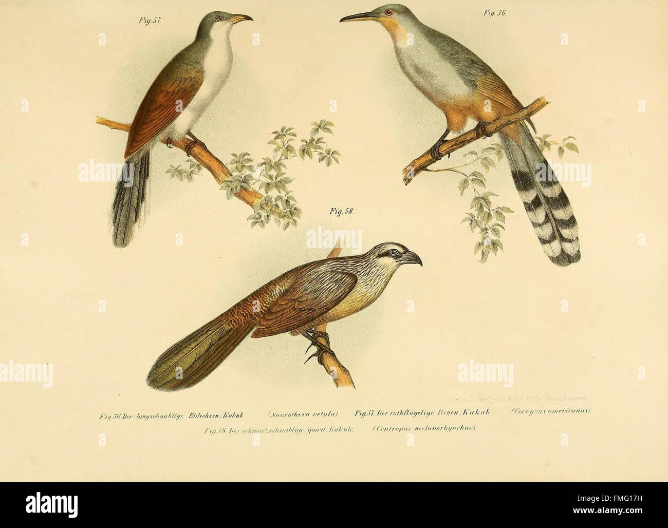 Figures 56-58 from the 'Bilder-Atlas' depict key bird species ...