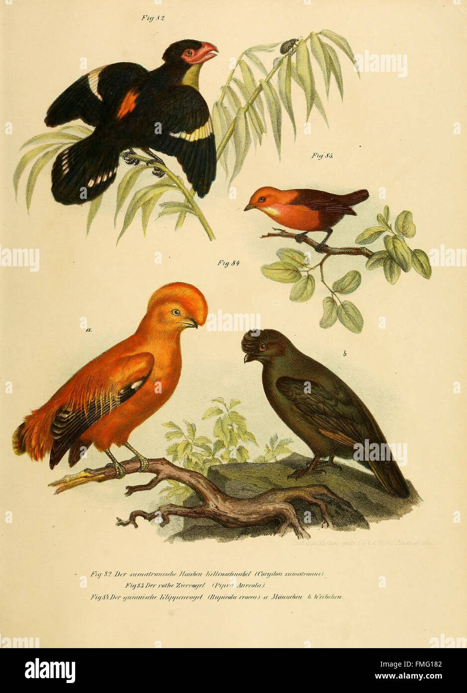 Figures 82-84b from 'Bilder-Atlas' illustrate key bird species ...