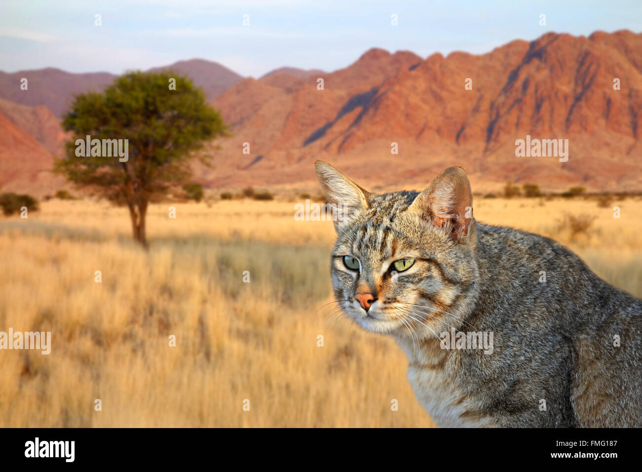 Portrait of an African wild cat (Felis silvestris lybica), South Africa ...