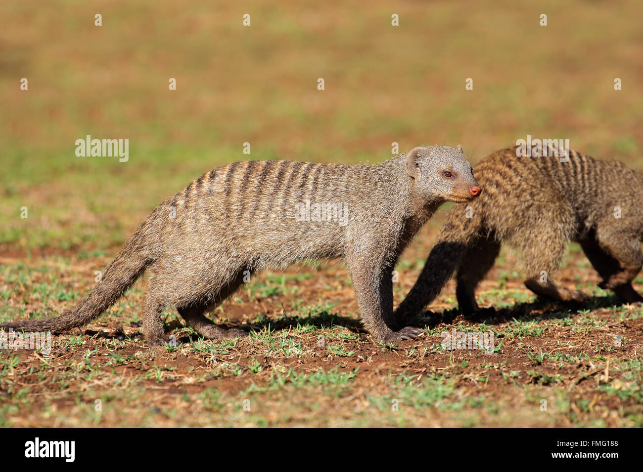 Banded mongooses (Mungos mungo), southern Africa Stock Photo - Alamy