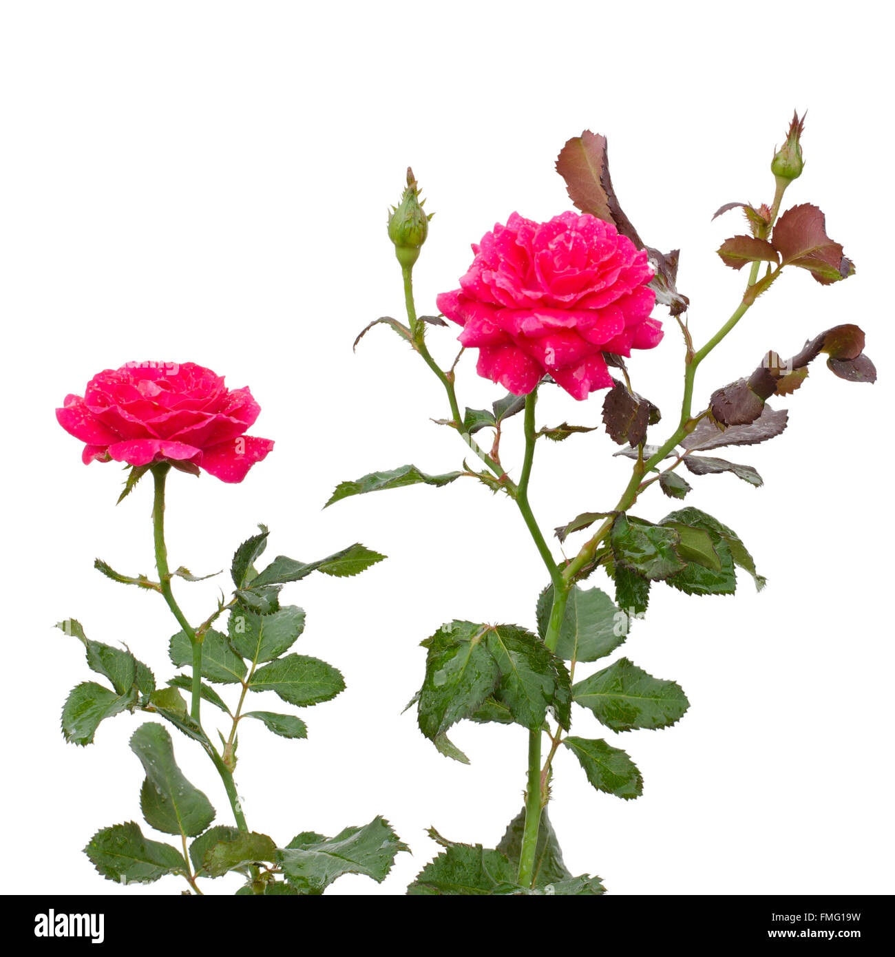 roses on tree isolated on white background Stock Photo - Alamy