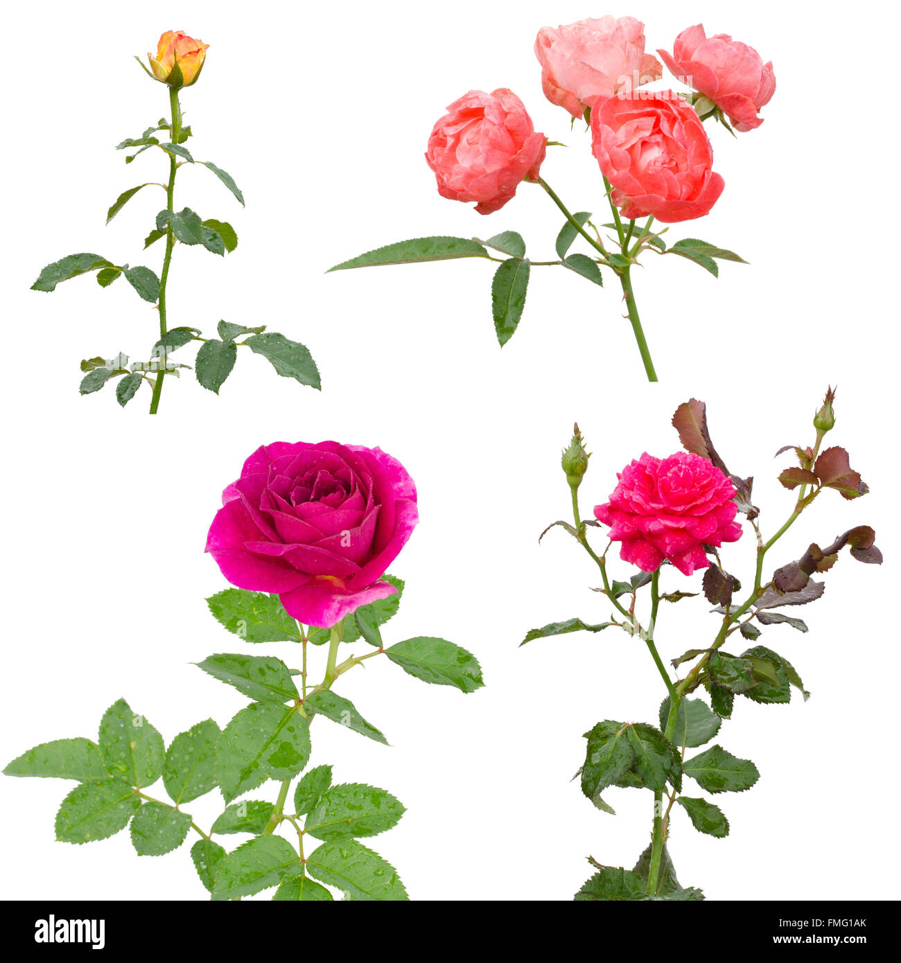 Rose collection isolated on white background Stock Photo - Alamy