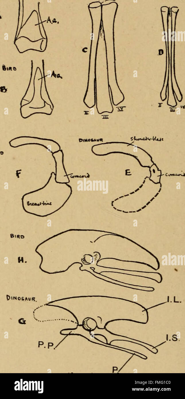 'Bird-life' (1899) explores the behaviors, habitats, and species of ...