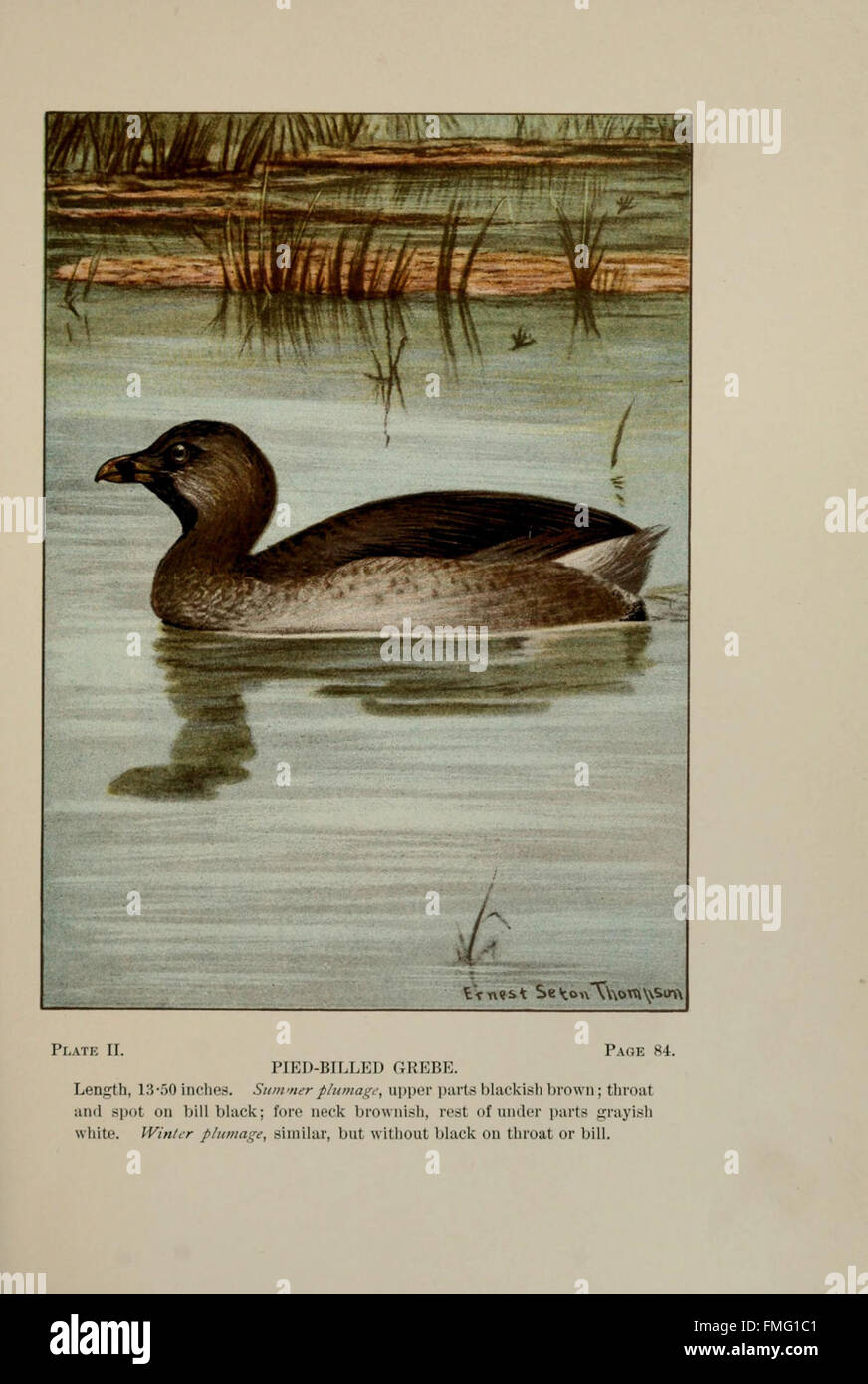 'Bird-life' (Plate II) offers an insightful depiction of various bird ...