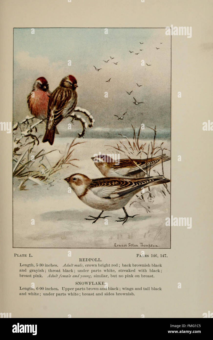 This illustration from 'Bird-life' features a range of bird species ...