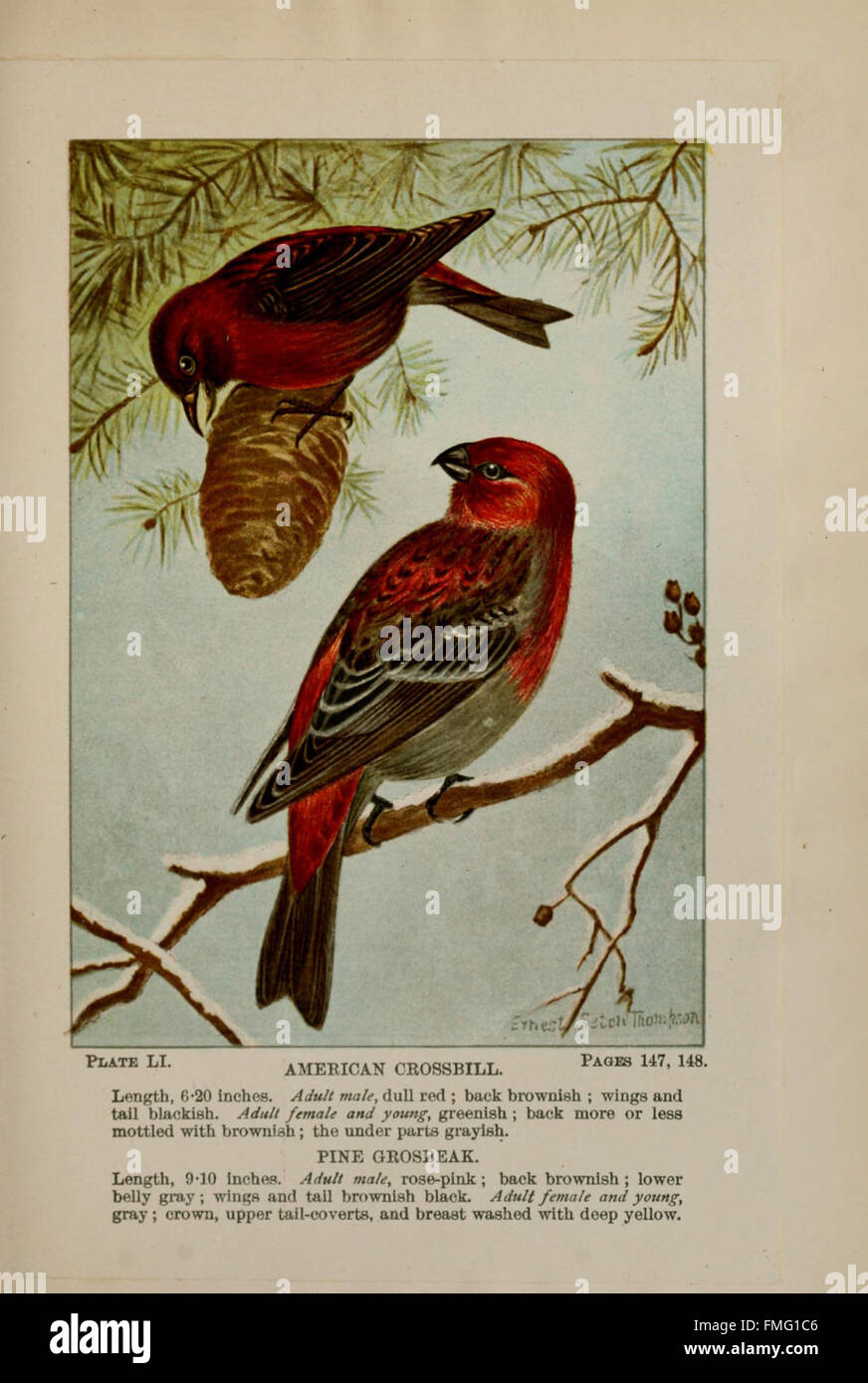 Plate LI from 'Bird-life' showcases detailed illustrations of various ...