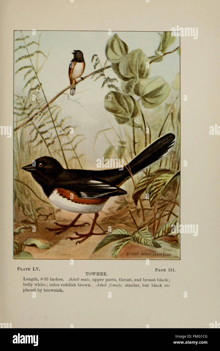 Plate LVIII from 'Bird-Life' features detailed depictions of various ...