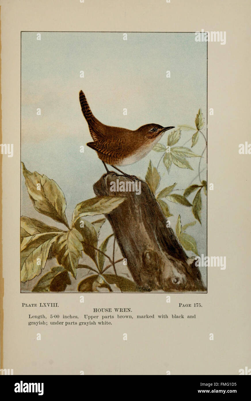 Plate LXVIII from *Bird-Life* features detailed illustrations of ...