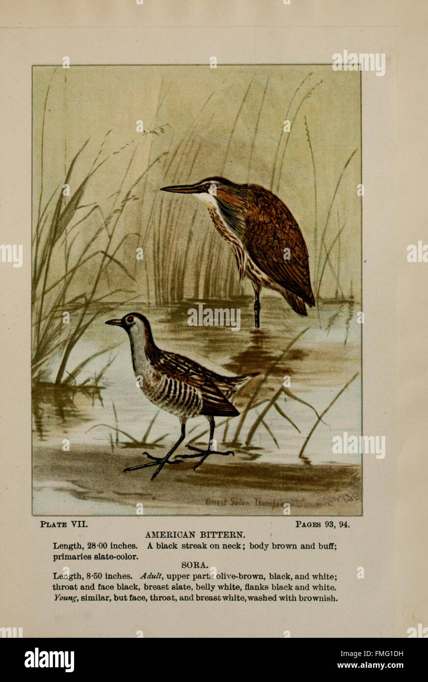 Behaviors of different bird species hi-res stock photography and images ...