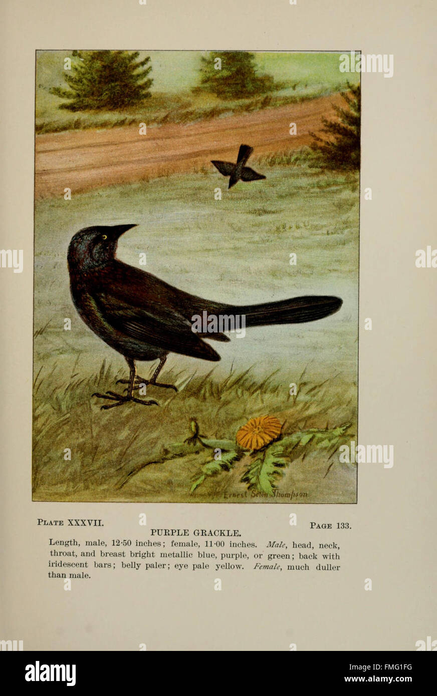 Plate XXXVII from 'Bird-life' illustrates various species of birds ...