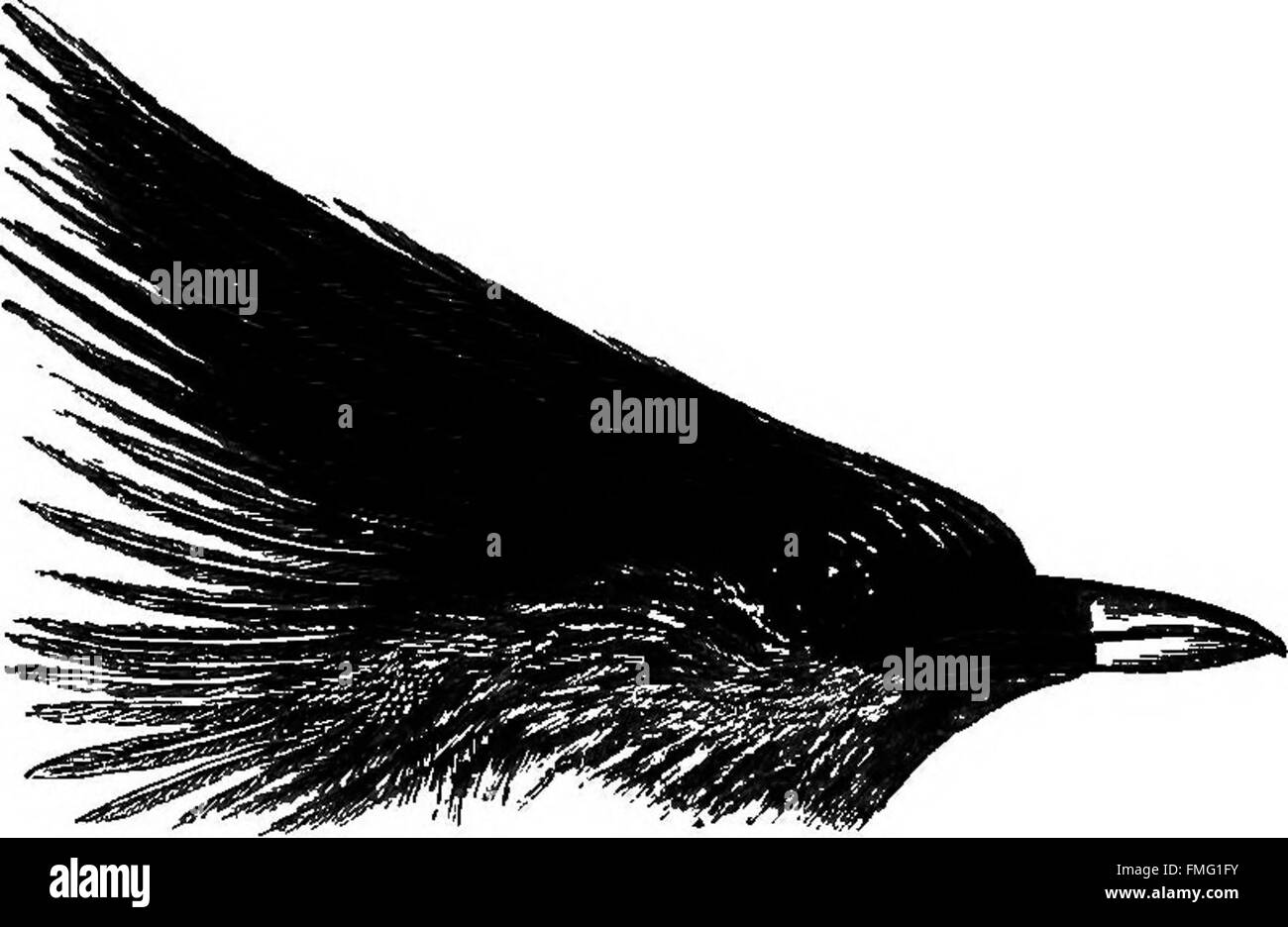 'Birds' (1889) is a comprehensive study on various bird species ...