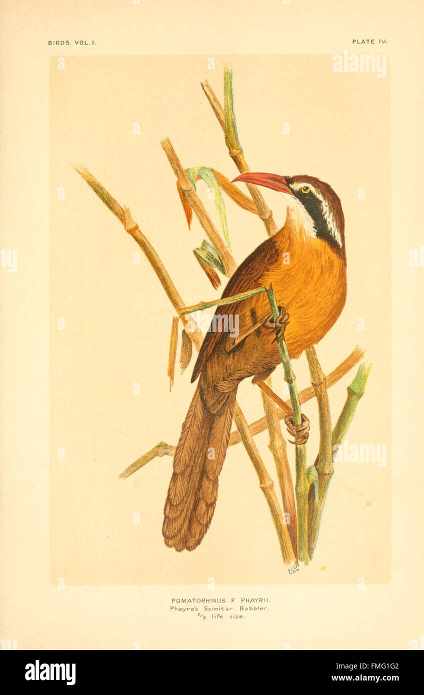 Birds (Plate IV Stock Photo - Alamy