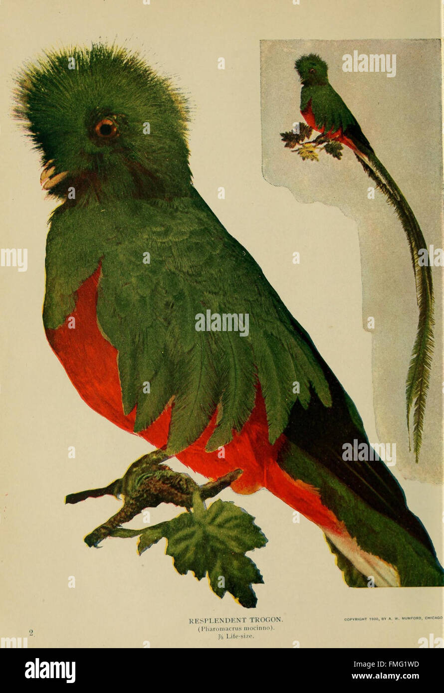 Plate 2 from 'Birds and Nature' features a detailed illustration of ...