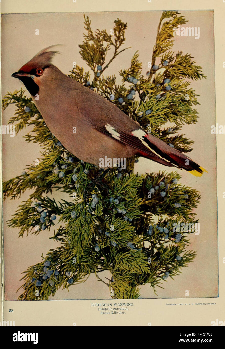 Plate 25 from 'Birds and Nature' illustrates various bird species in ...