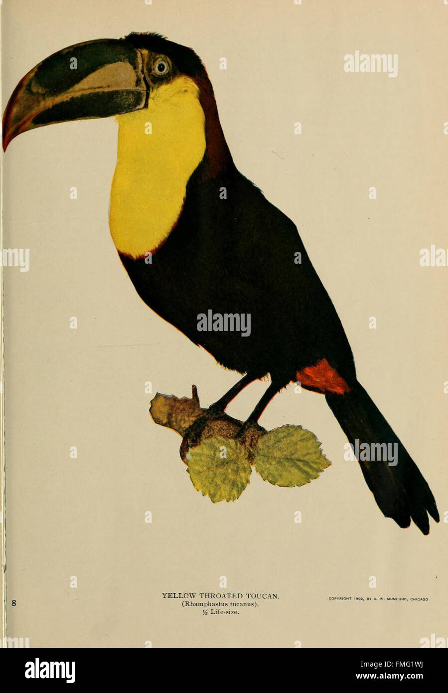 Plate 3 from 'Birds and Nature' presents a detailed illustration of ...