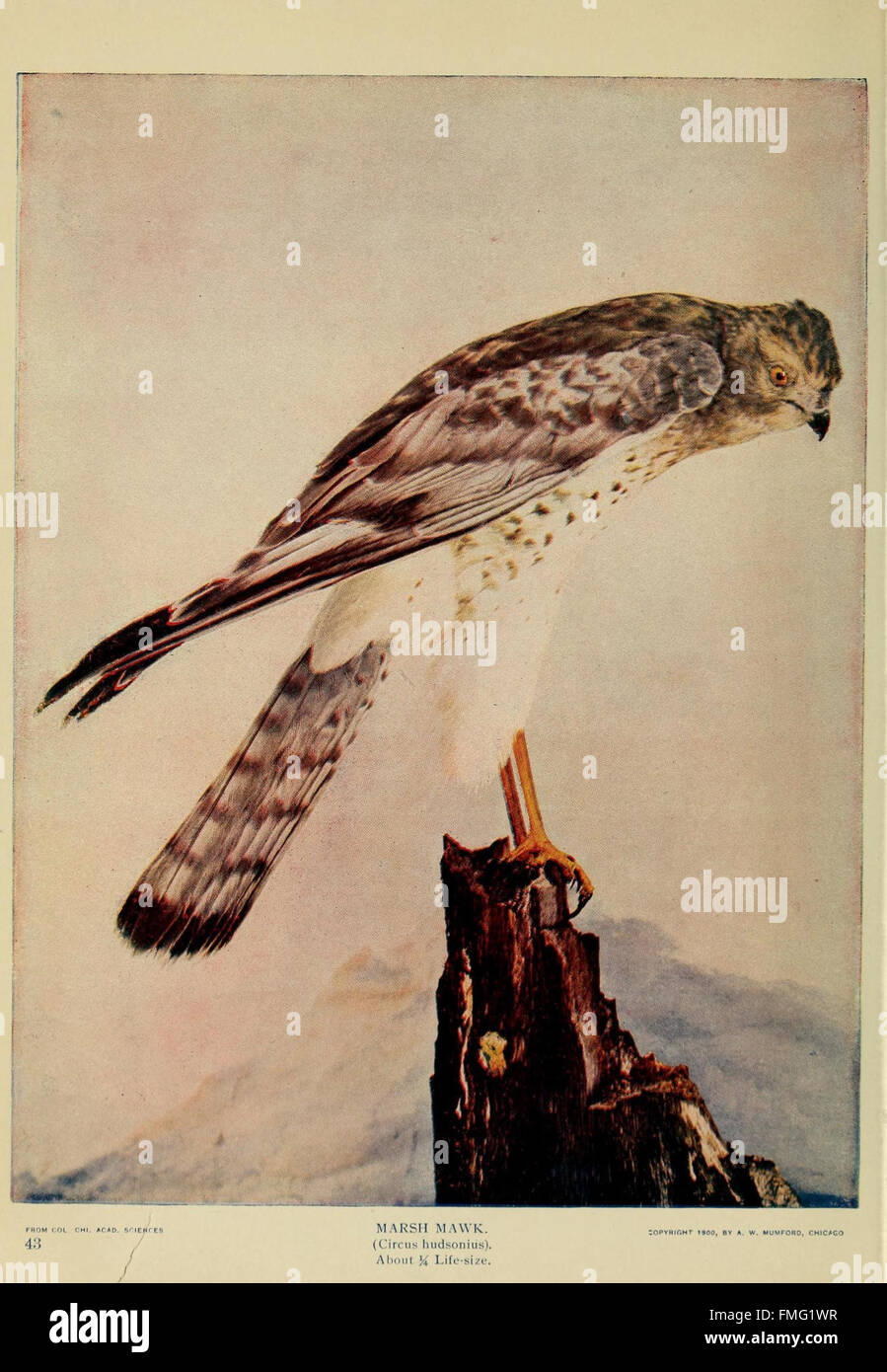 Plate 34 from 'Birds and Nature' illustrates various bird species in ...