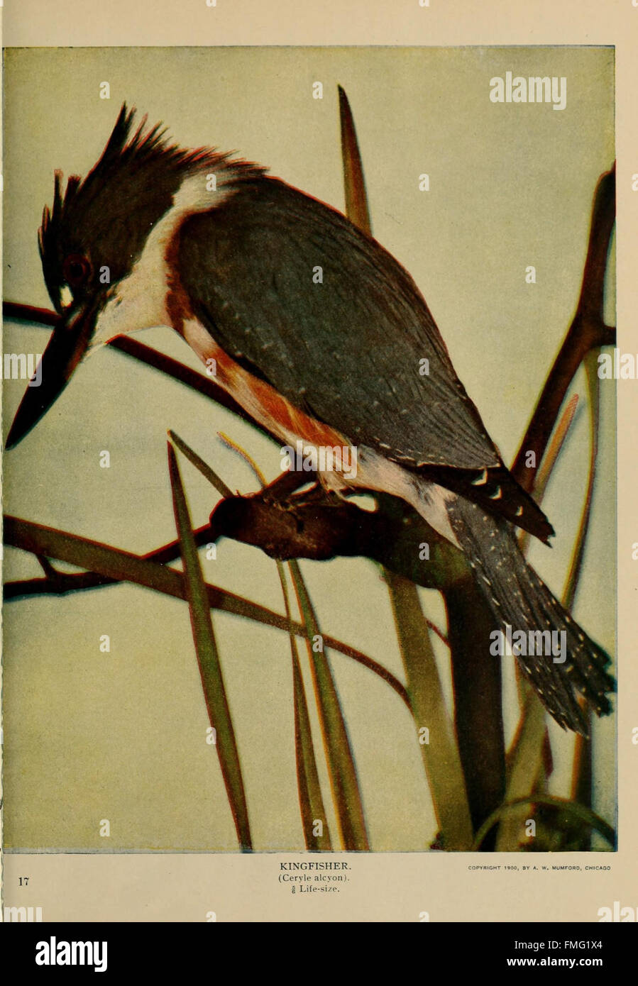 An illustrated guide to various bird species and their natural habitats ...