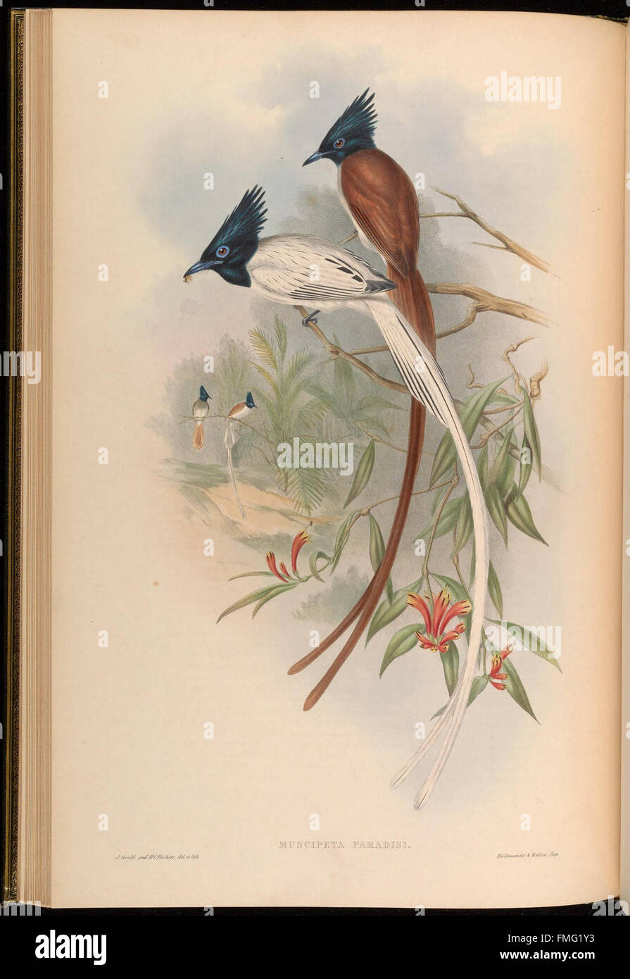 Plate 18 from John Gould's 'Birds of Asia' showcases a variety of Asian ...