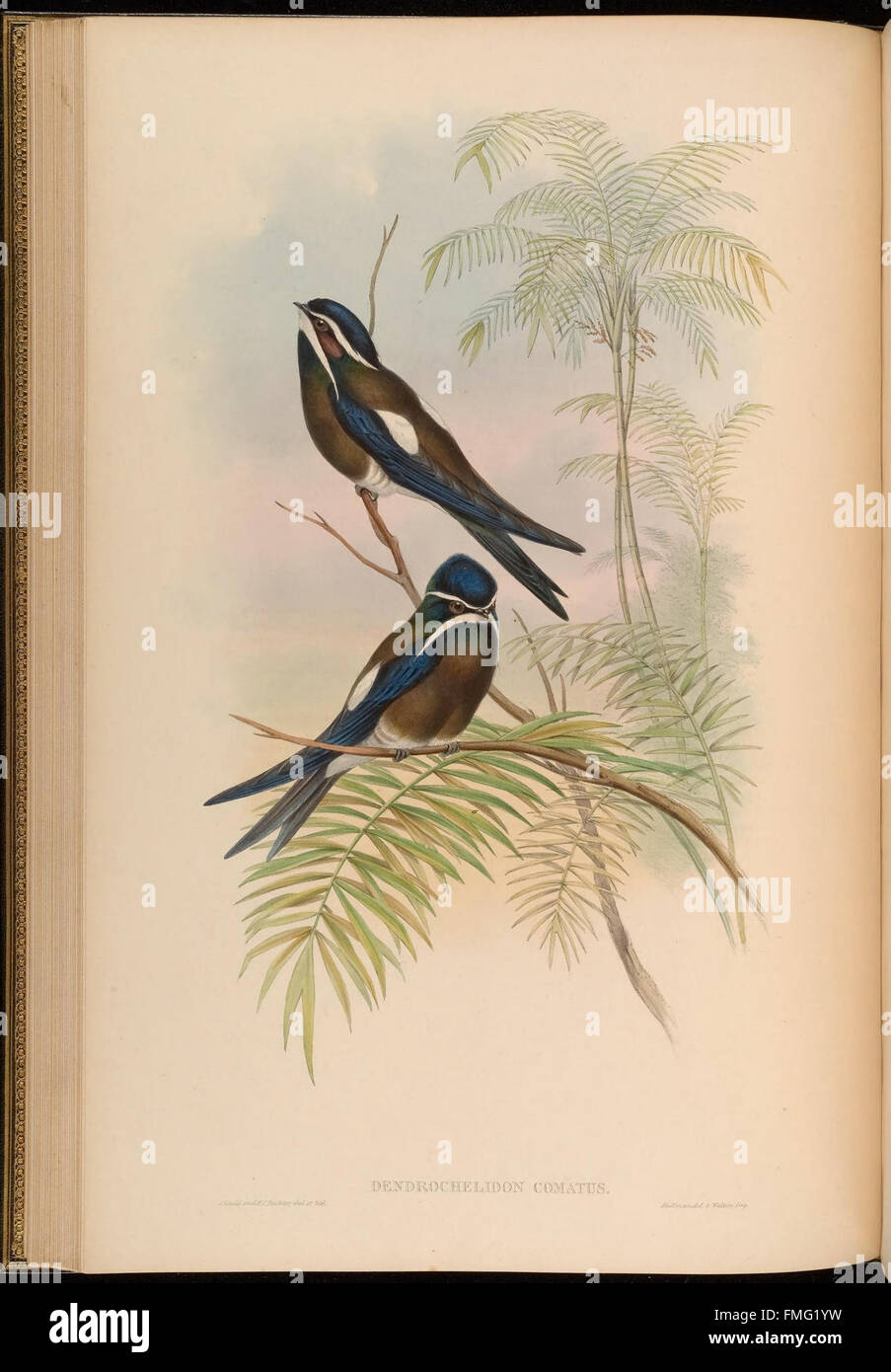 'Birds of Asia' by John Gould (Plate 25) presents detailed ...