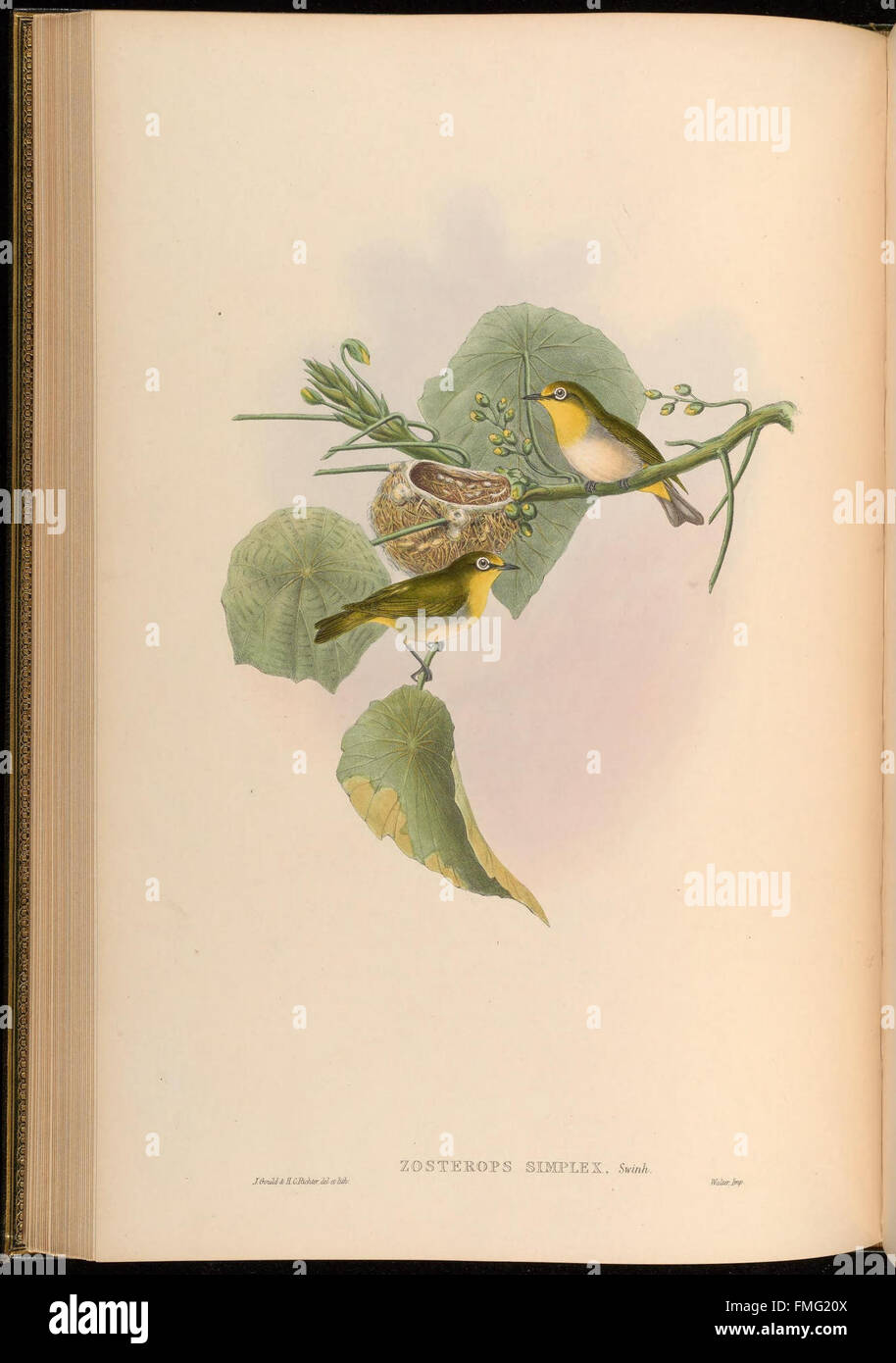 John Gould's 'Birds of Asia' (Plate 34) depicts a variety of bird ...