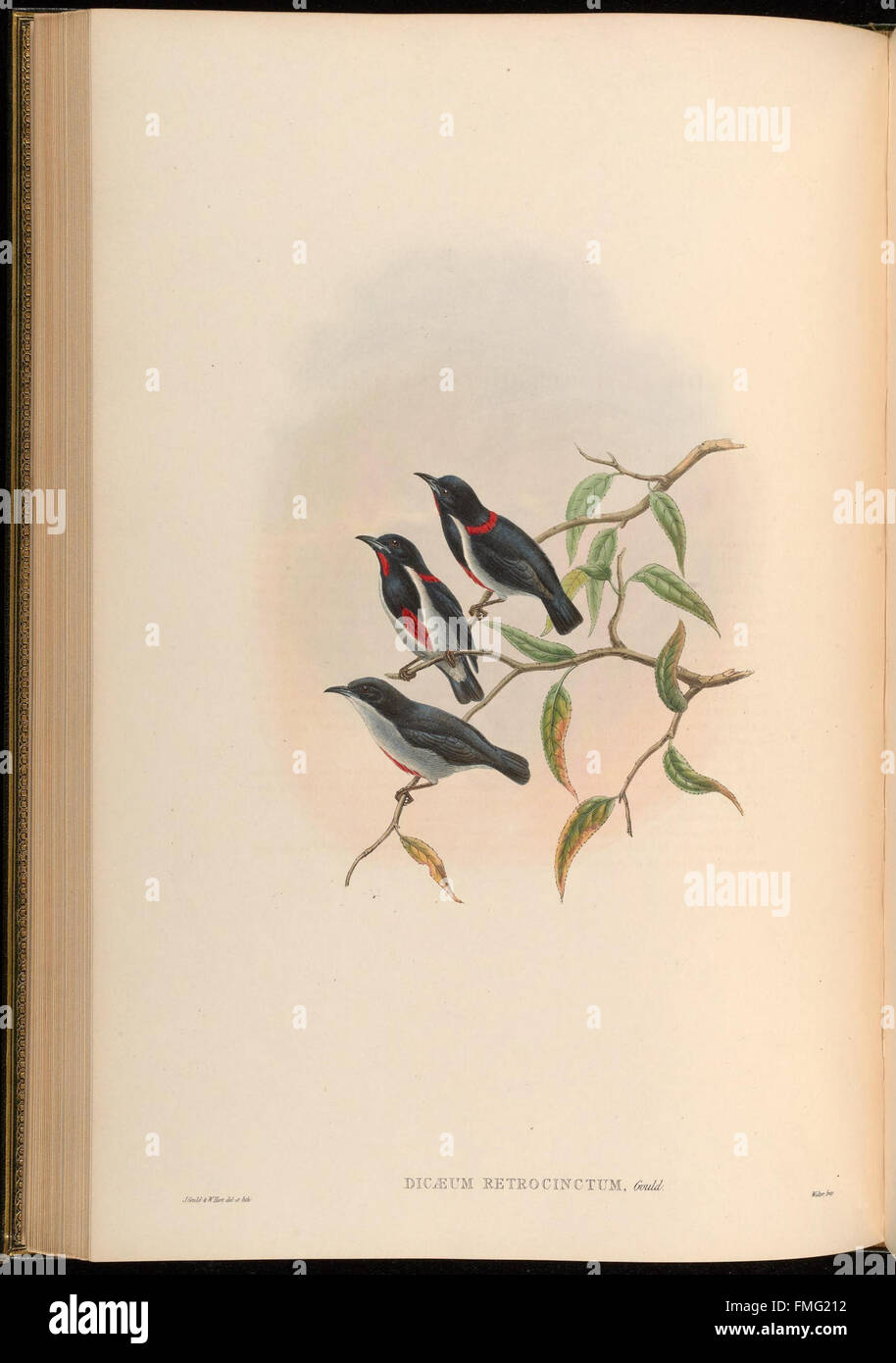 Plate 36 from John Gould's 'Birds of Asia' showcases various bird ...