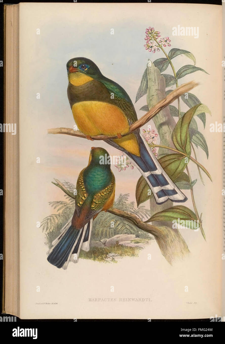 'Birds of Asia' by John Gould (Plate 72) showcases a variety of bird ...