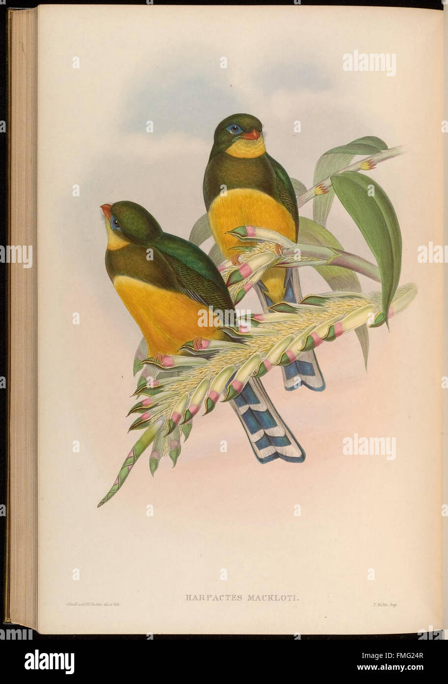 Plate 73 from 'Birds of Asia' by John Gould illustrates a variety of ...