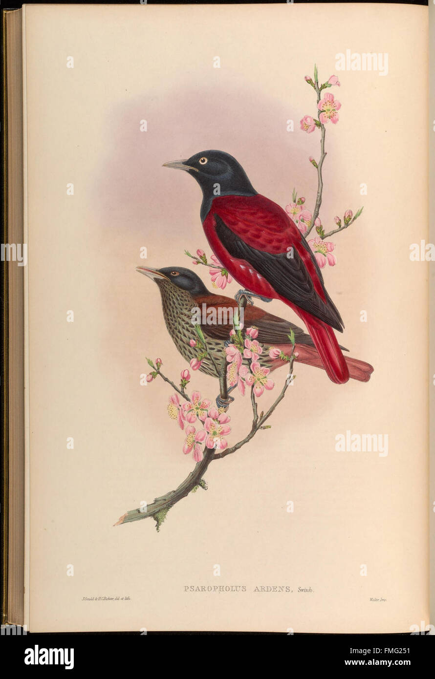 Plate 75 from John Gould's 'Birds of Asia' showcases a variety of bird ...