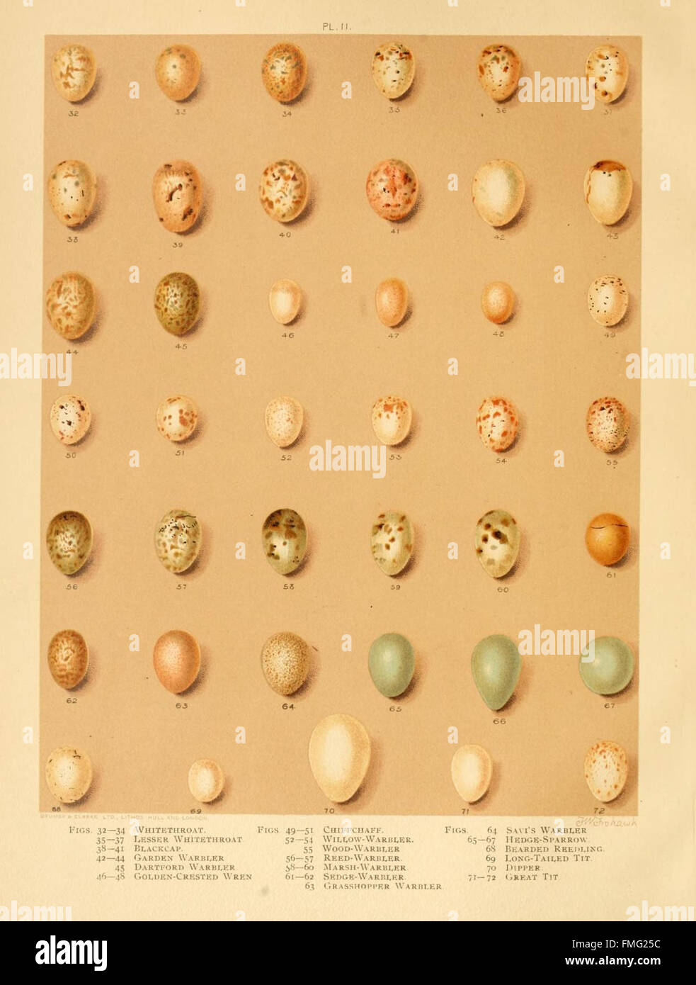 'Birds of Great Britain and Ireland, Order Passeres' Plate II features ...