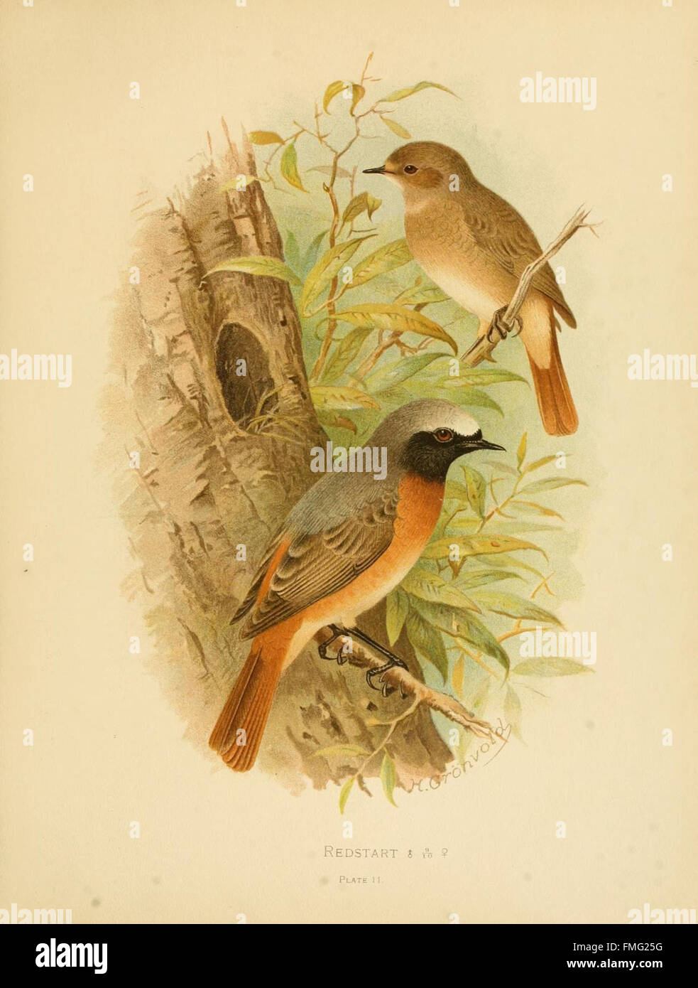 Plate 11 from 'Birds of Great Britain and Ireland' depicts species ...