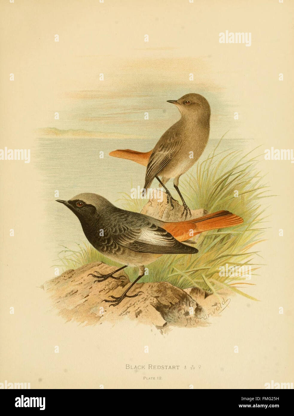 'Birds of Great Britain and Ireland, Order Passeres' (Plate 12) focuses ...