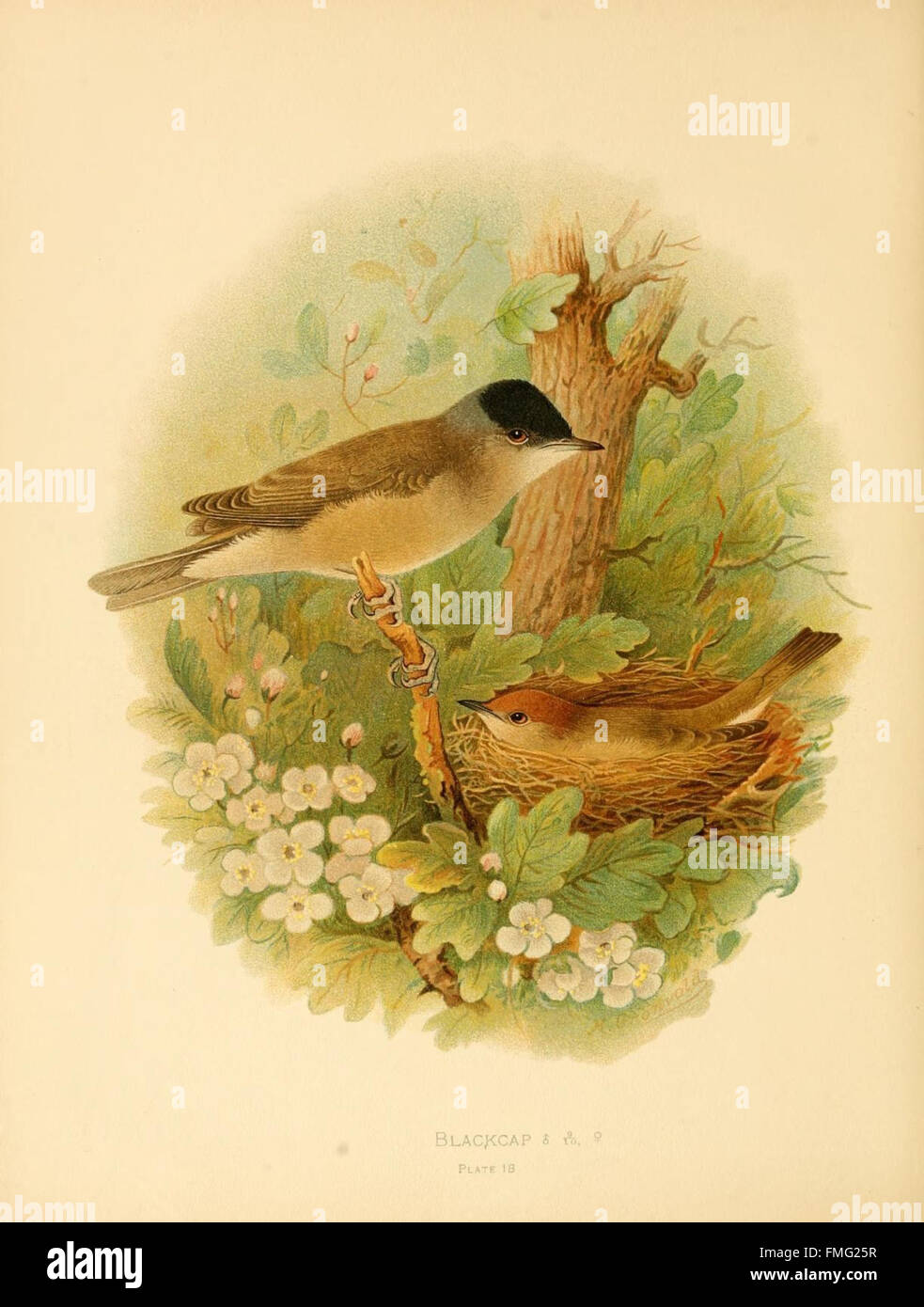 Plate 18 from 'Birds of Great Britain and Ireland, Order Passeres ...