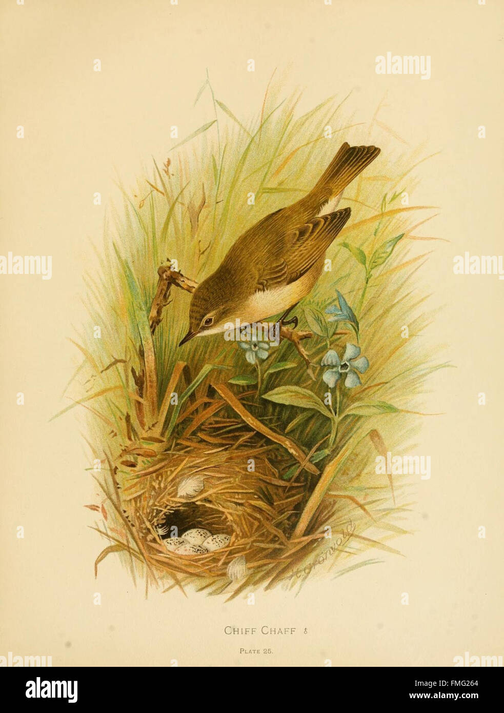 Plate 25 from 'Birds of Great Britain and Ireland' features species ...