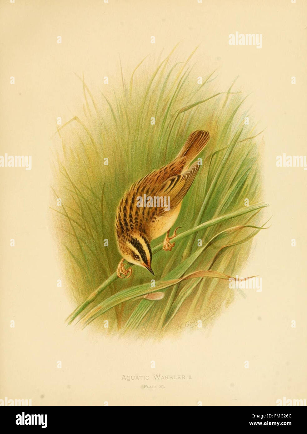 Passeres birds hi-res stock photography and images - Alamy