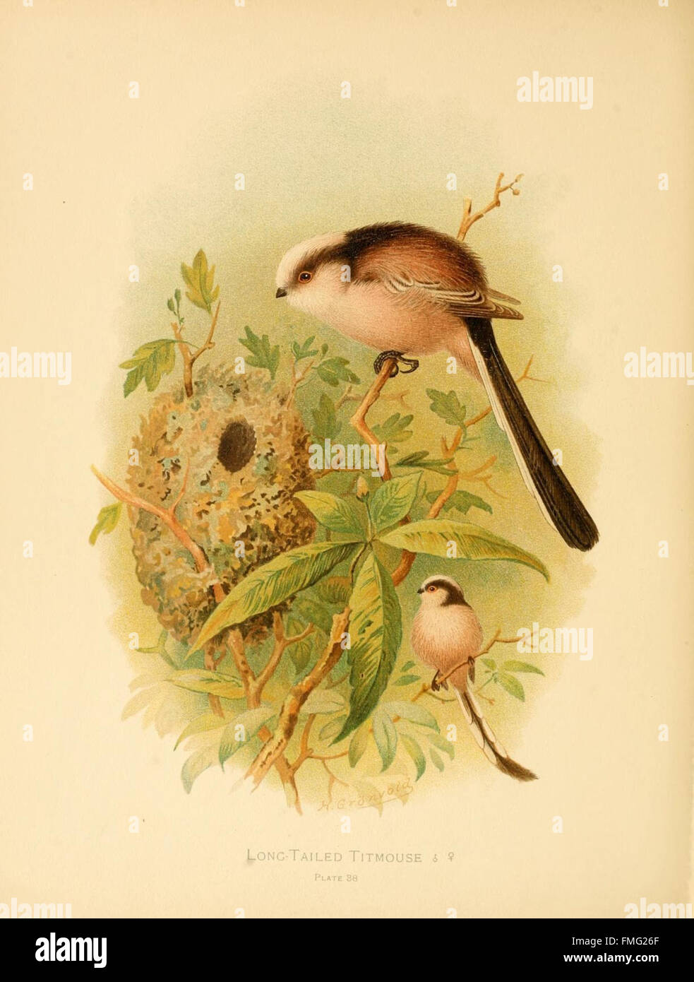 Plate 38 from 'Birds of Great Britain and Ireland' focuses on Passerine ...