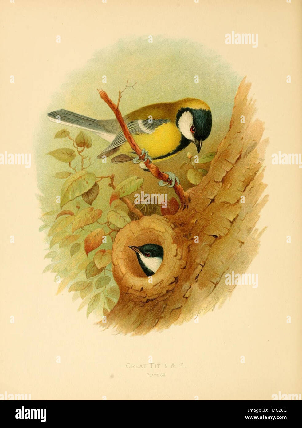 Plate 39 from 'Birds of Great Britain and Ireland' illustrates species ...