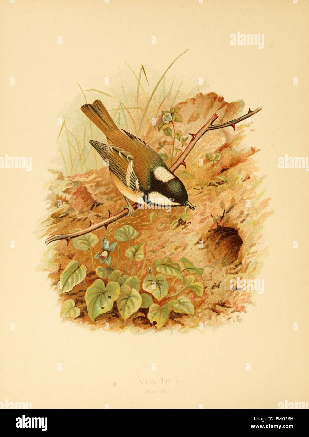 'Birds of Great Britain and Ireland, Order Passeres' (Plate 40 ...