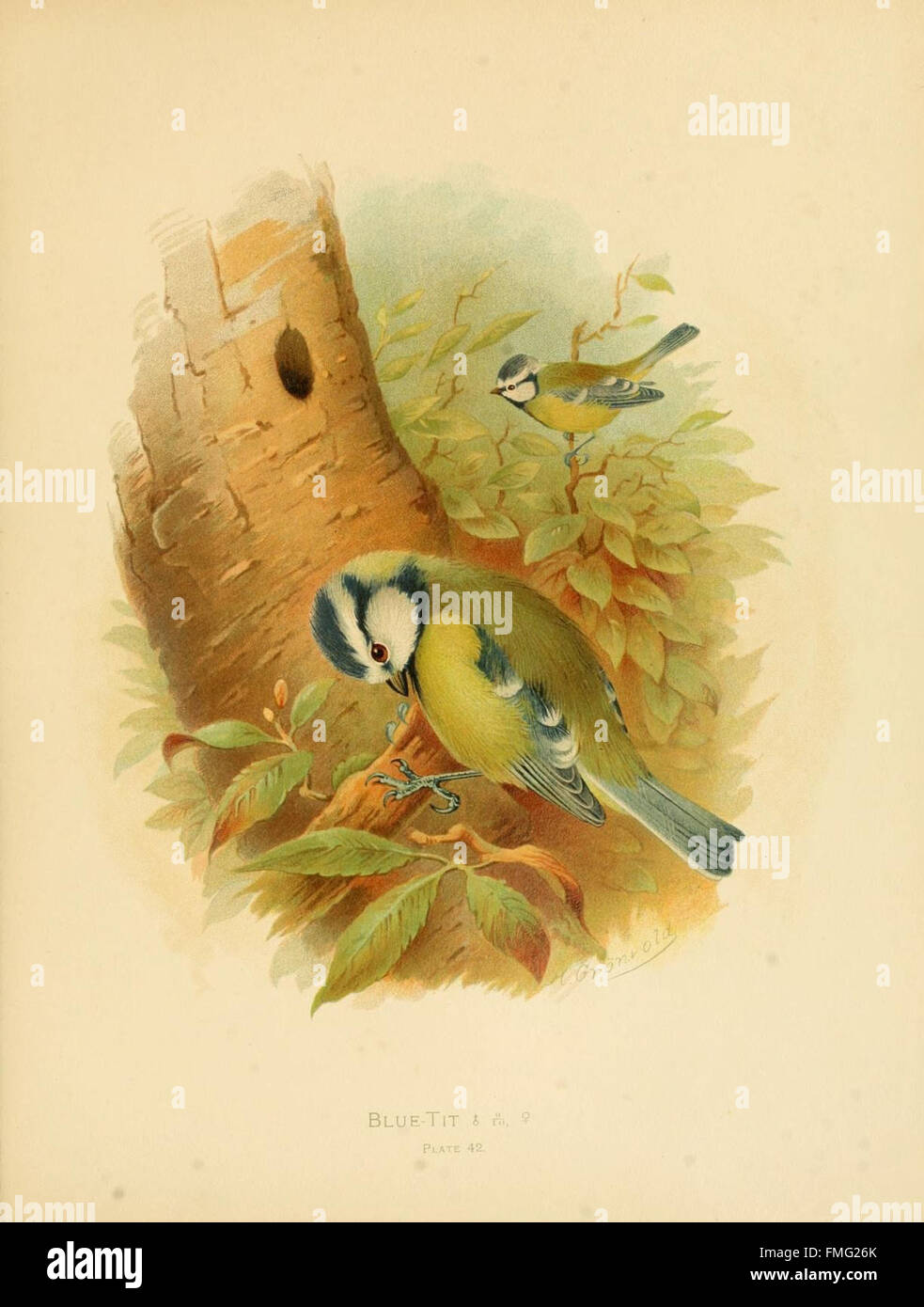 Plate 42 from *Birds of Great Britain and Ireland* illustrates species ...